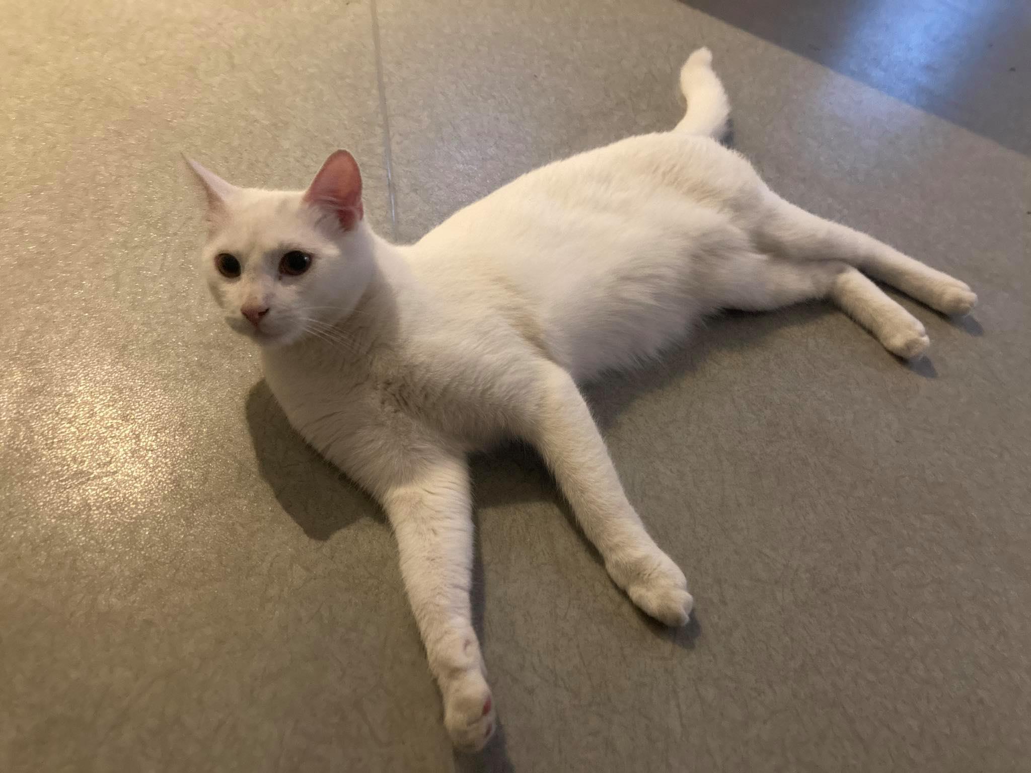 Galeria | Szkolenie Psów Behawiorysta Wrocław-Kiełczów